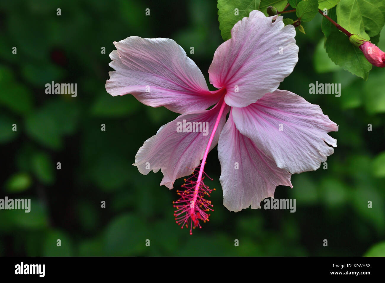 Australian Pink Flowers High Resolution Stock Photography and Images ...