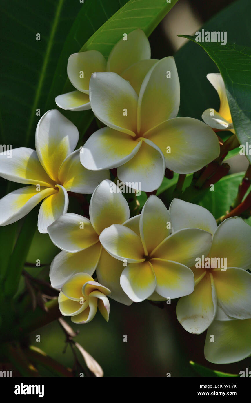 Australian Flowers Photo Stock Photos & Australian Flowers Photo Stock ...