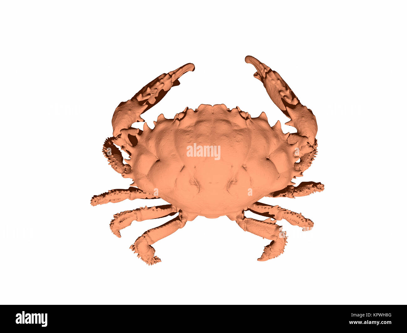 Crab forceps hi-res stock photography and images - Alamy