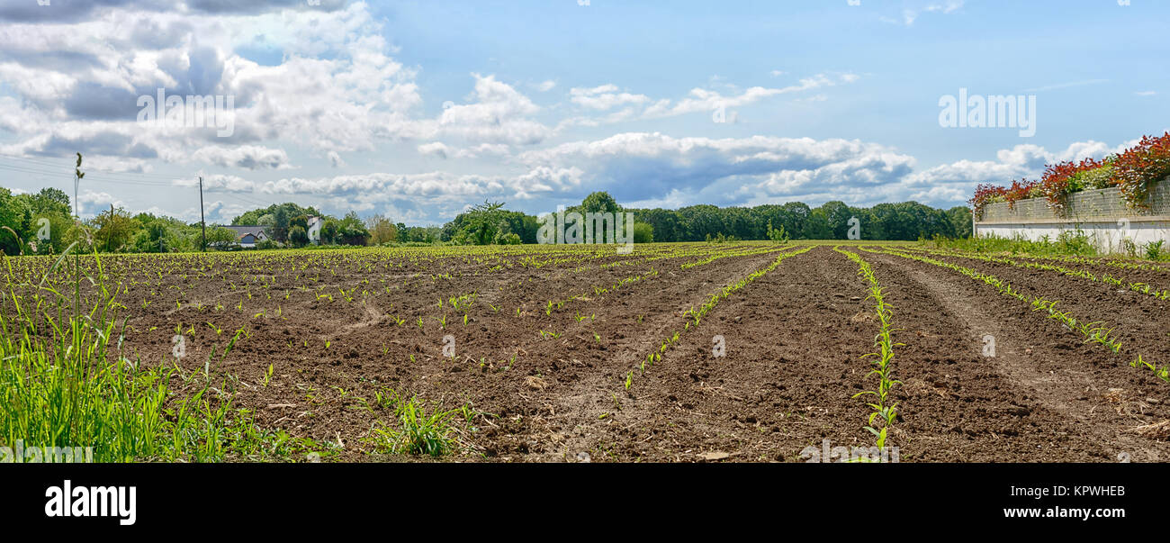 land cultivated with plantations Stock Photo - Alamy