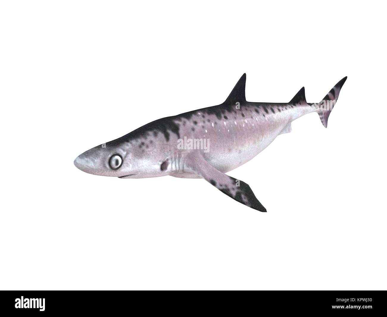 3d render of a shark inside a white stage Stock Photo - Alamy