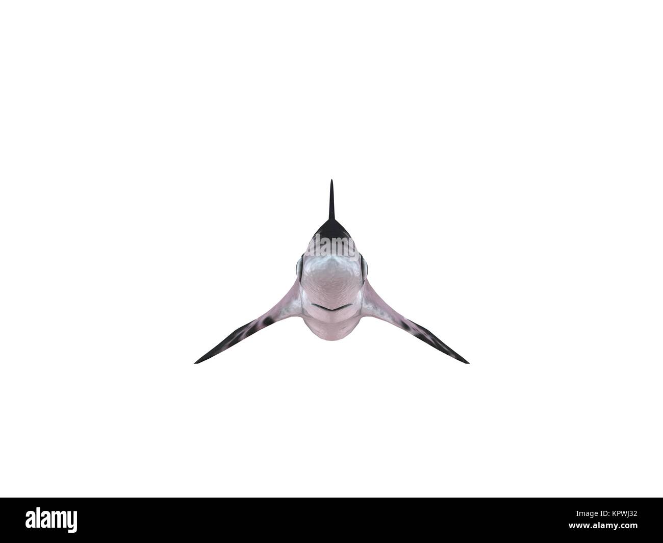White shark prey attack hi-res stock photography and images - Alamy