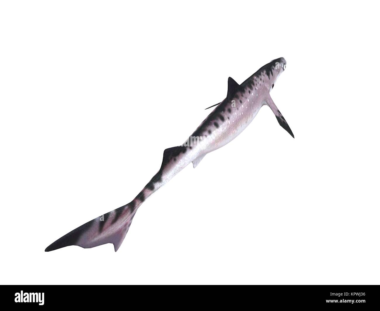 3d render of a shark inside a white stage Stock Photo - Alamy