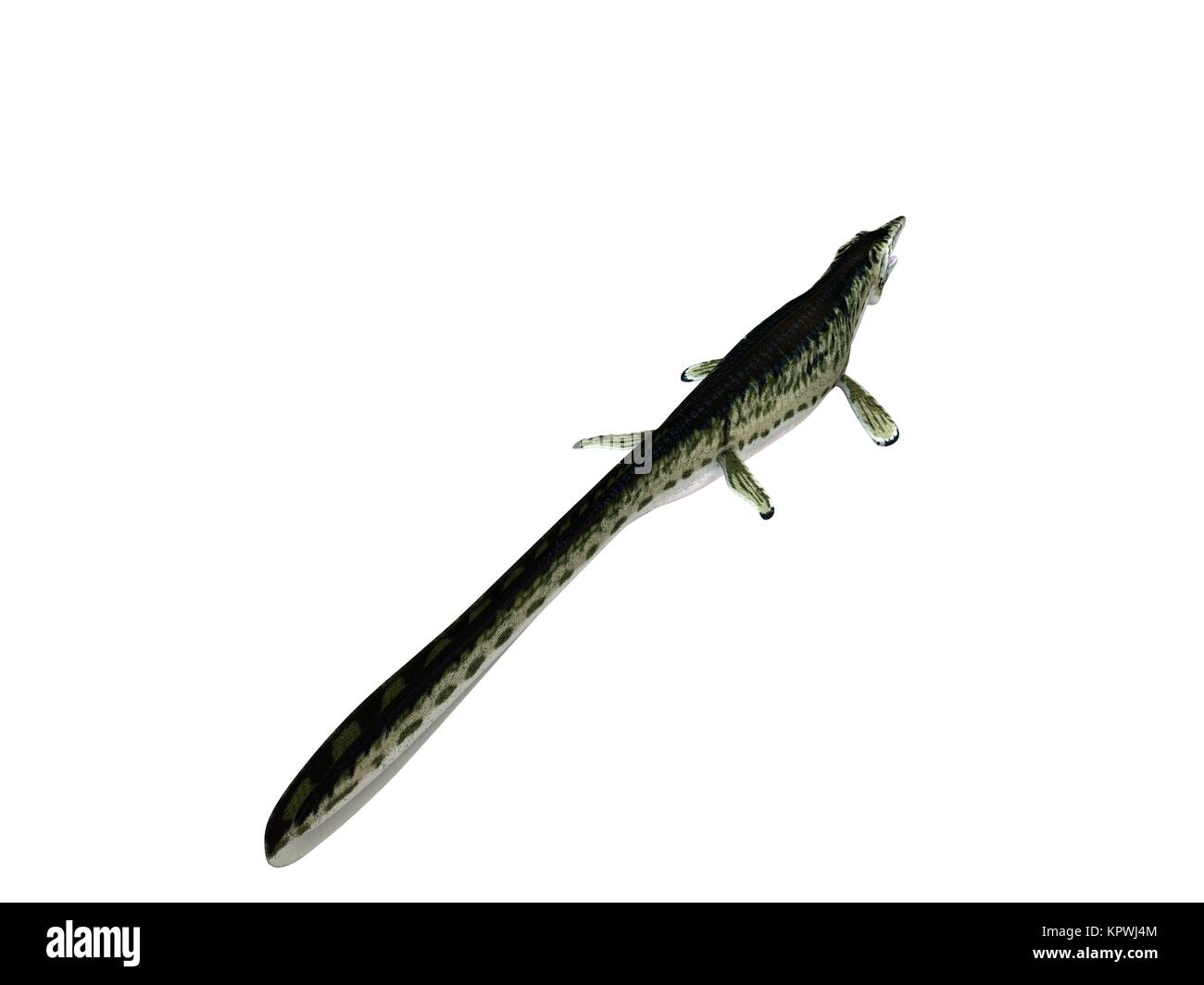 3d render of a crocodile inside a white stage Stock Photo - Alamy