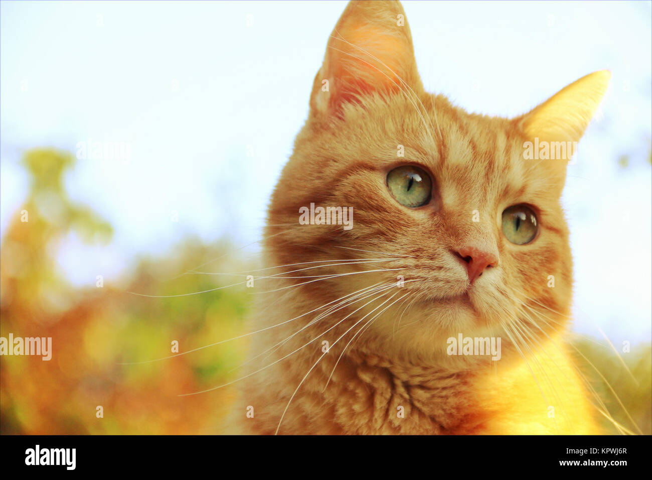 our cat peppi Stock Photo - Alamy
