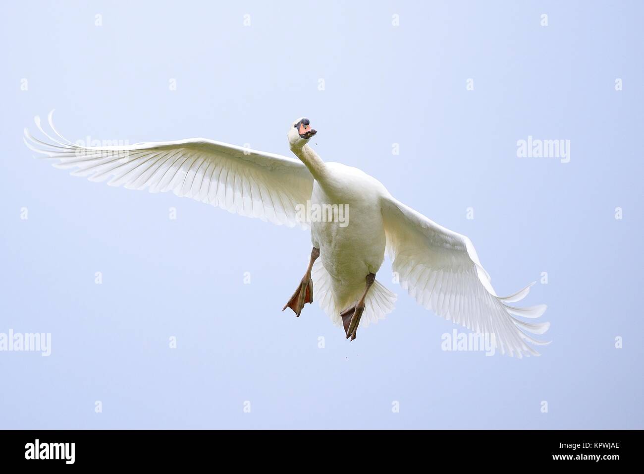 White swan landing in hi-res stock photography and images - Alamy