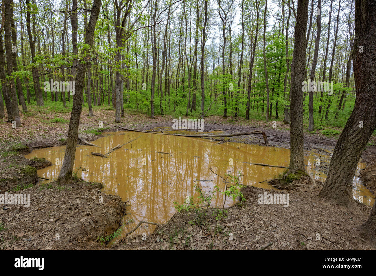 Stag in wallow hi-res stock photography and images - Alamy