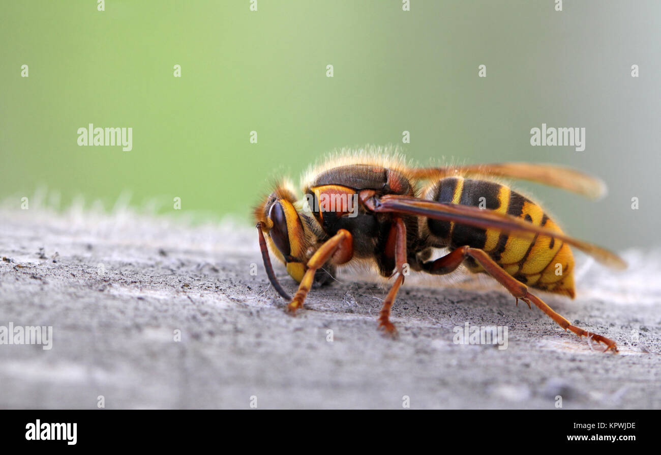 Hornet insects hi-res stock photography and images - Alamy