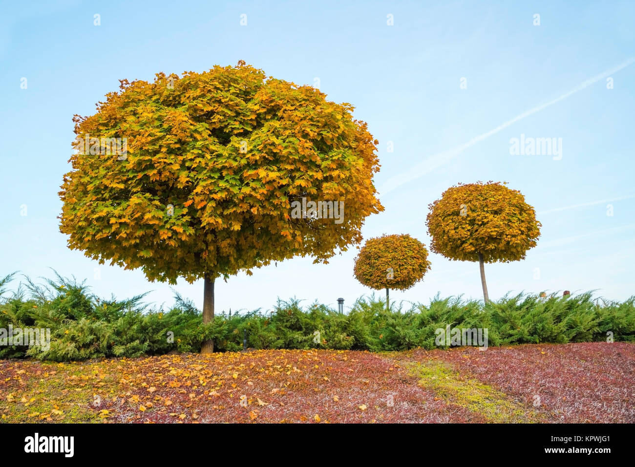 Autumn maple trees in the park Stock Photo - Alamy