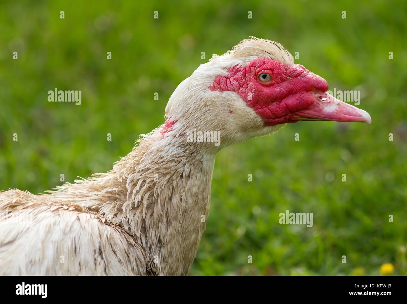 Barbarian duck hi-res stock photography and images - Alamy