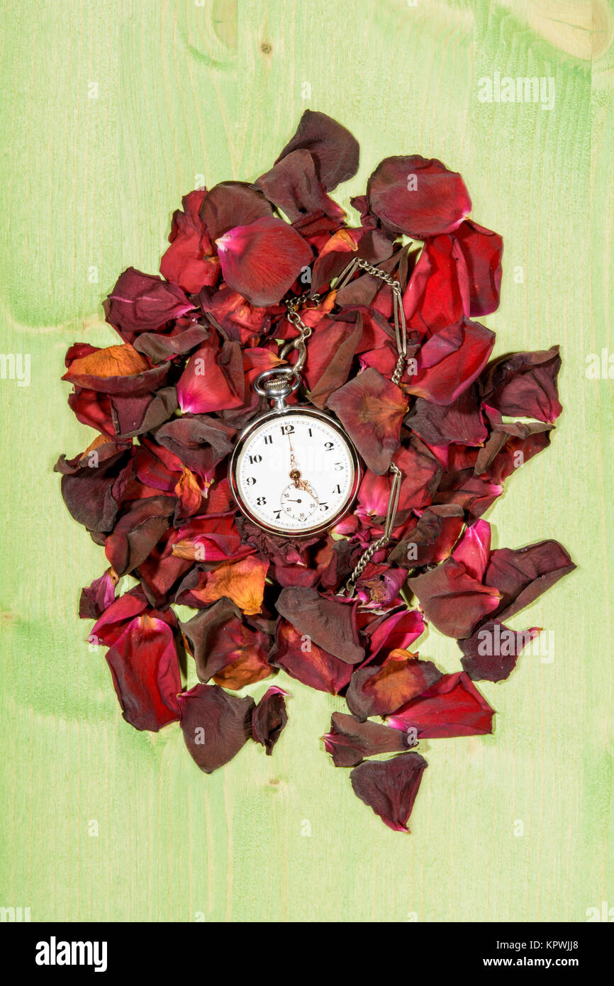 Frame with petals of a red rose. In the center one antique pocket watch ...