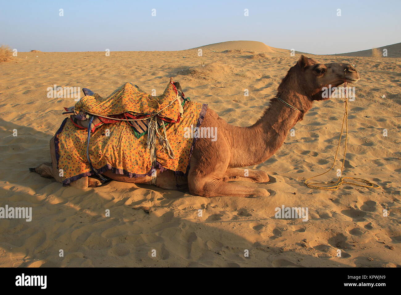 Camel Relaxing on Sand Stock Photo - Alamy