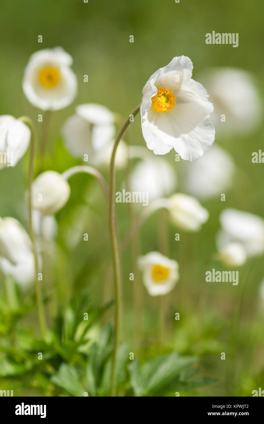 white anemones / white anemones Stock Photo - Alamy