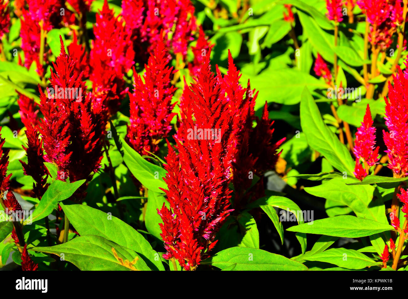 Celosia feather cockscomb hi-res stock photography and images - Alamy