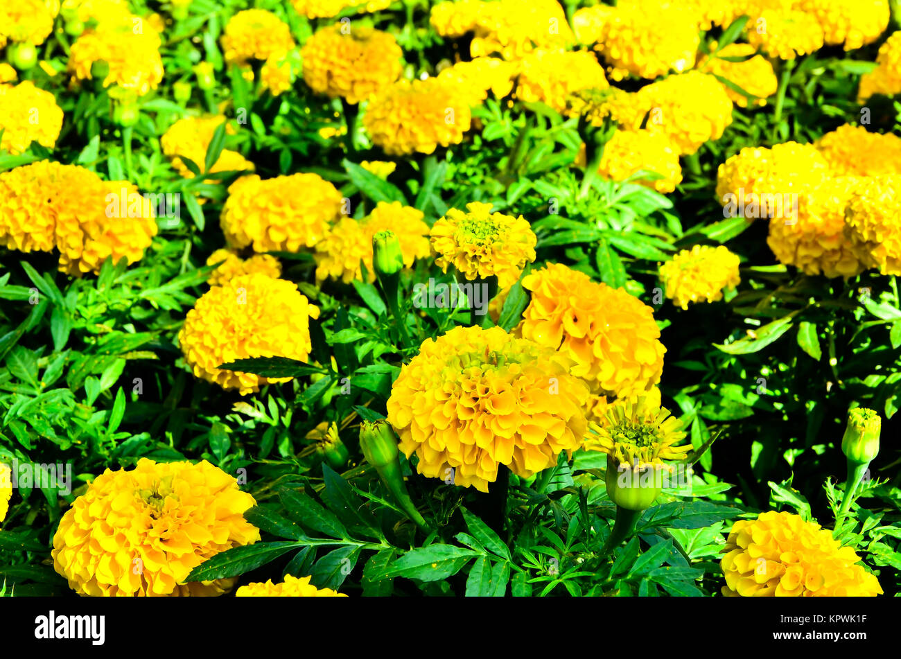 Marigold flower with soft sun in Thailand Stock Photo - Alamy