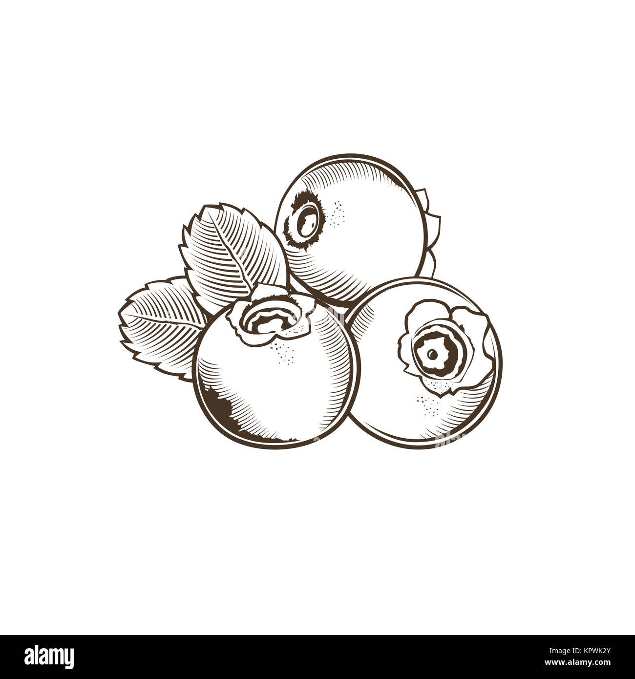 Bilberry in vintage style. Line art vector illustration Stock Photo - Alamy