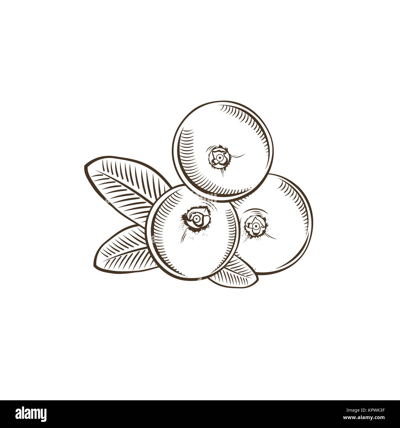 Cranberry in vintage style. Line art vector illustration Stock Photo ...