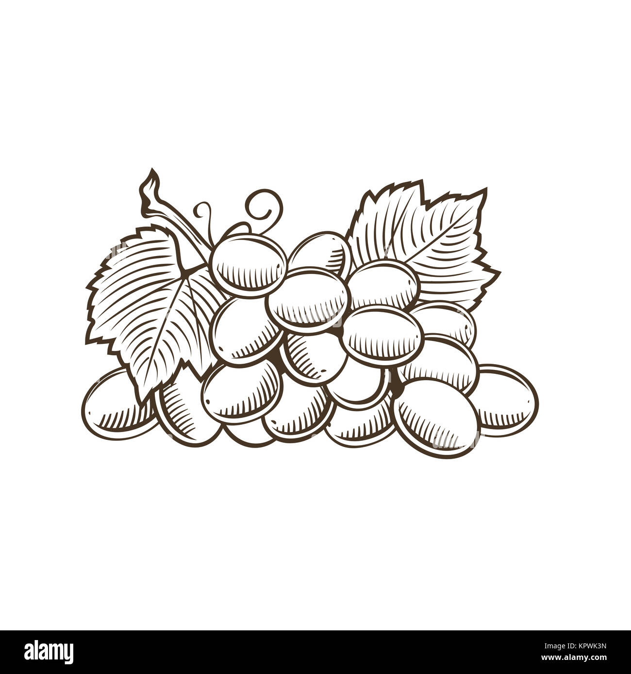 Grapes in vintage style. Line art vector illustration Stock Photo - Alamy