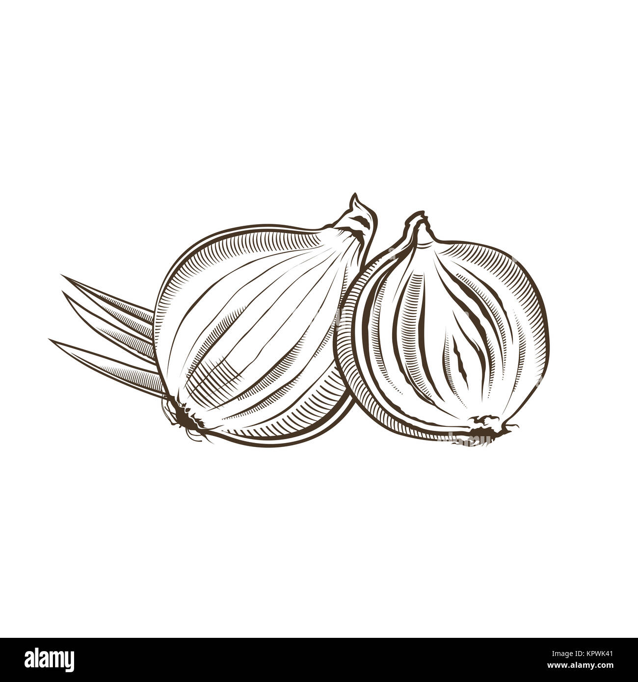 Onion in vintage style. Line art vector illustration Stock Photo - Alamy