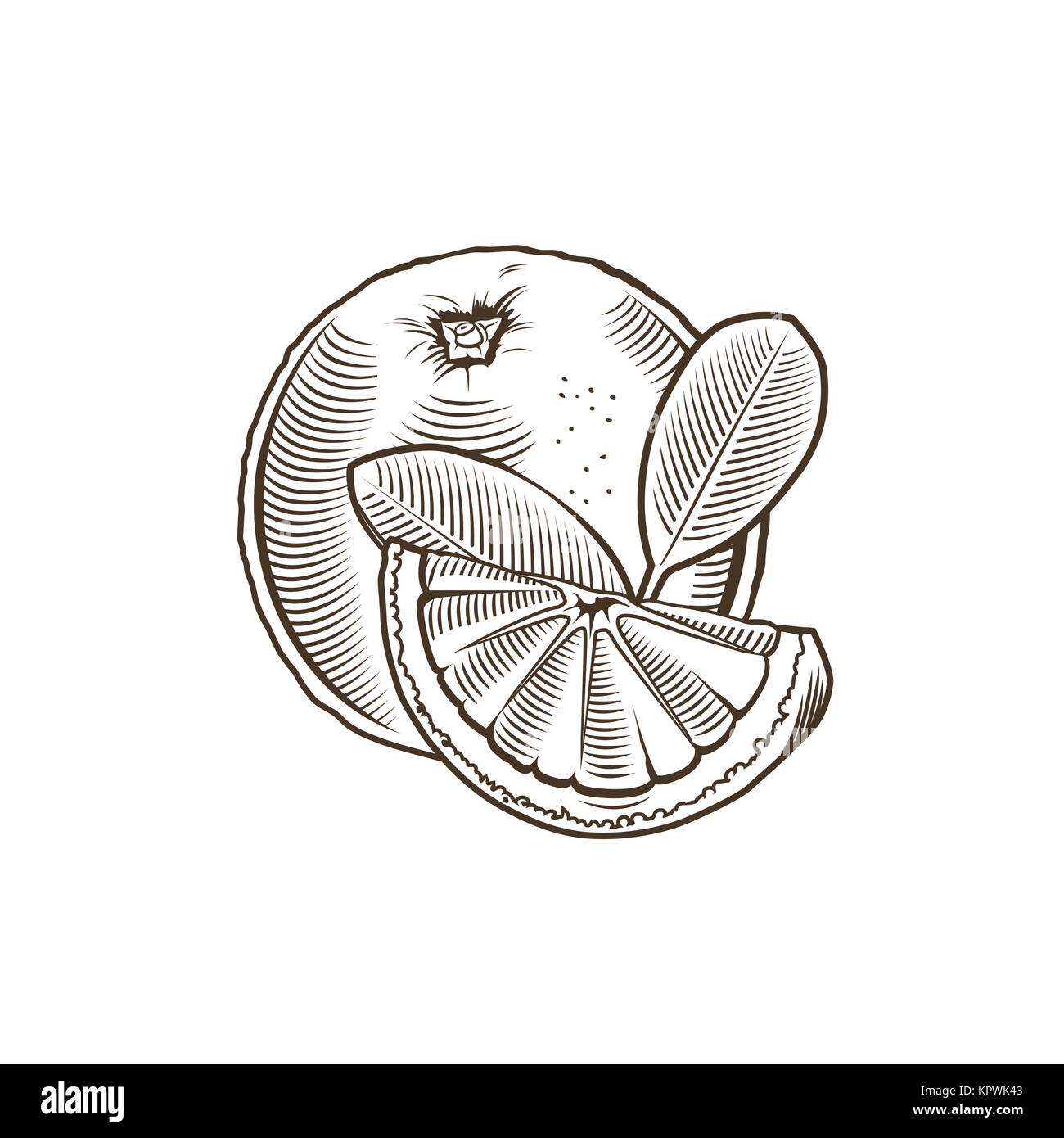 Orange in vintage style. Line art vector illustration Stock Photo - Alamy