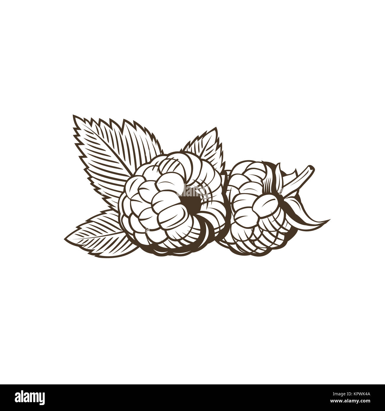 Raspberry in vintage style. Line art vector illustration Stock Photo ...