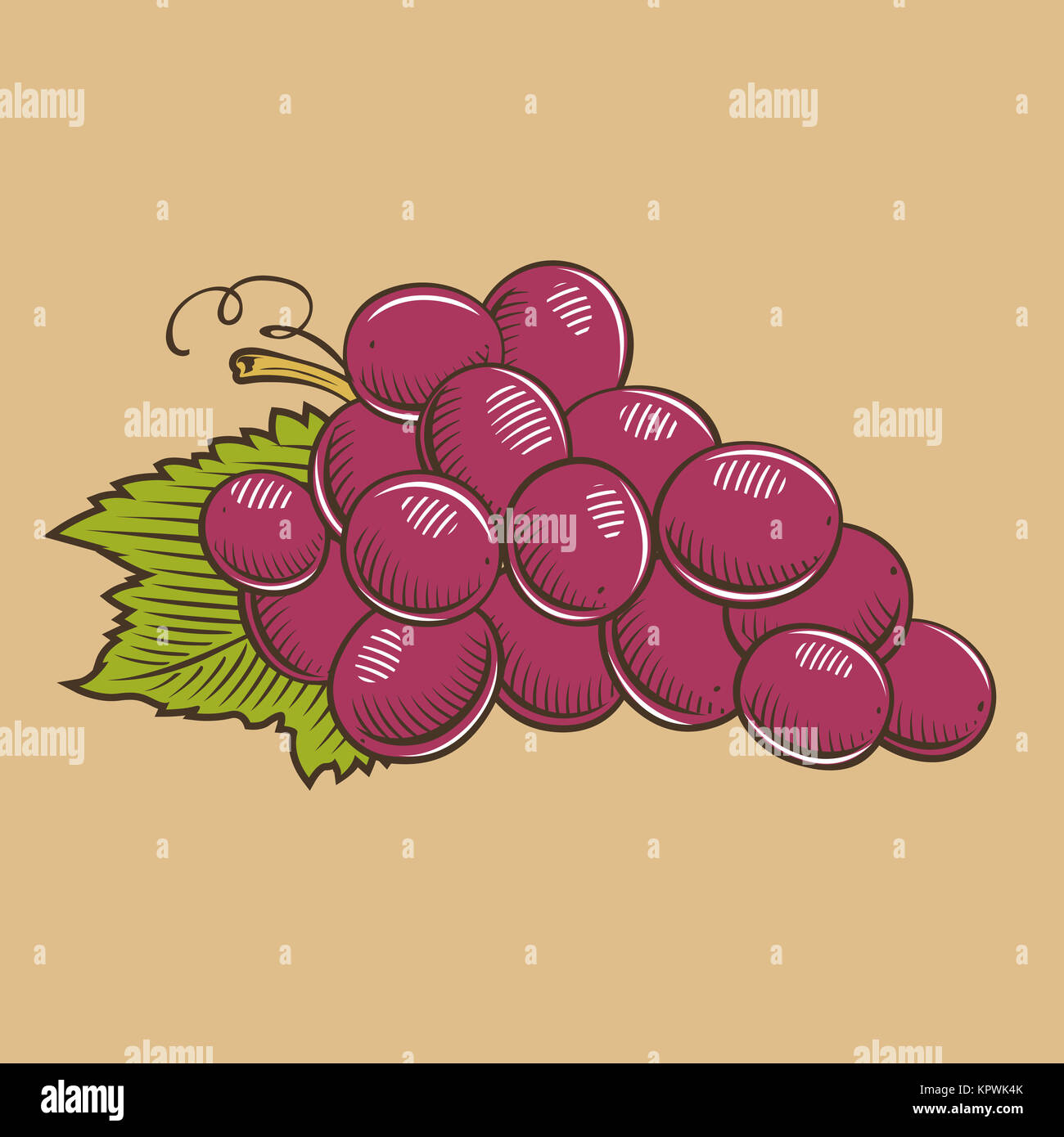 Grapes in vintage style. Colored vector illustration Stock Photo - Alamy