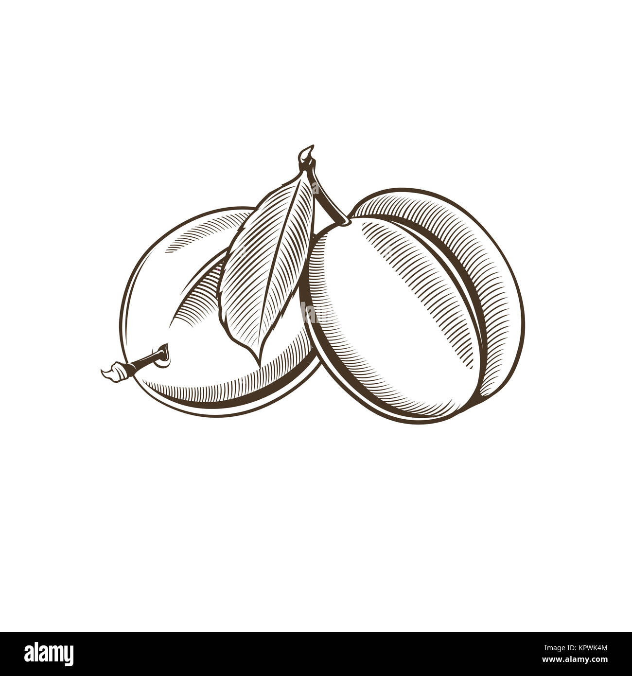 Plums in vintage style. Line art vector illustration Stock Photo - Alamy