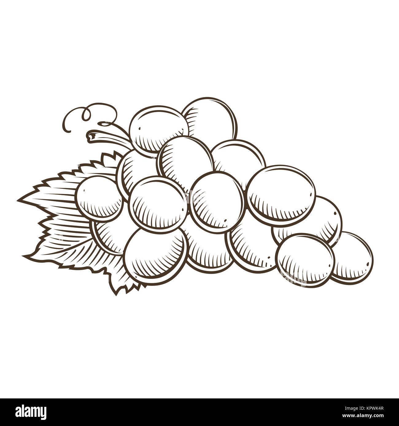 Grapes in vintage style. Line art vector illustration Stock Photo - Alamy