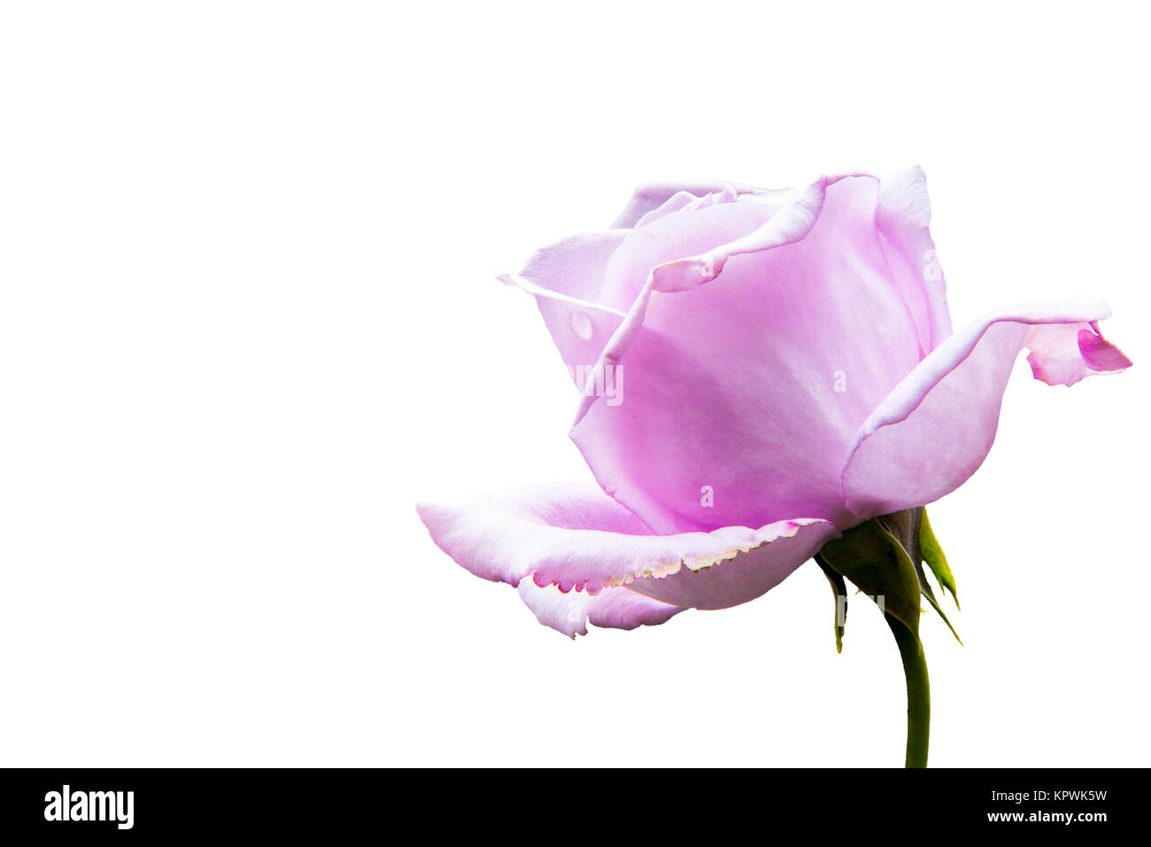 beautiful pink rose with very nice background color Stock Photo - Alamy