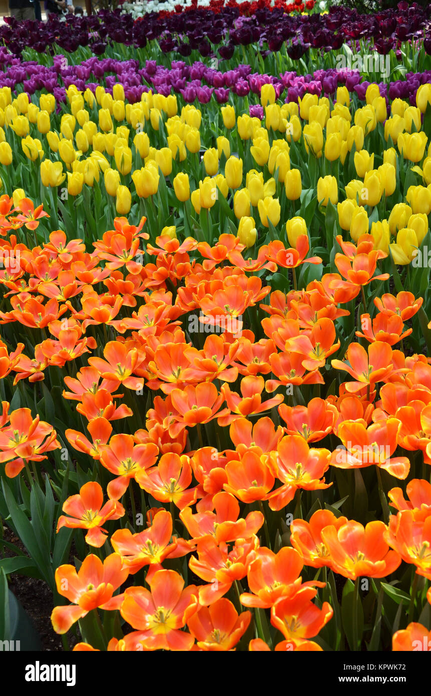Beautiful of tulips Stock Photo - Alamy