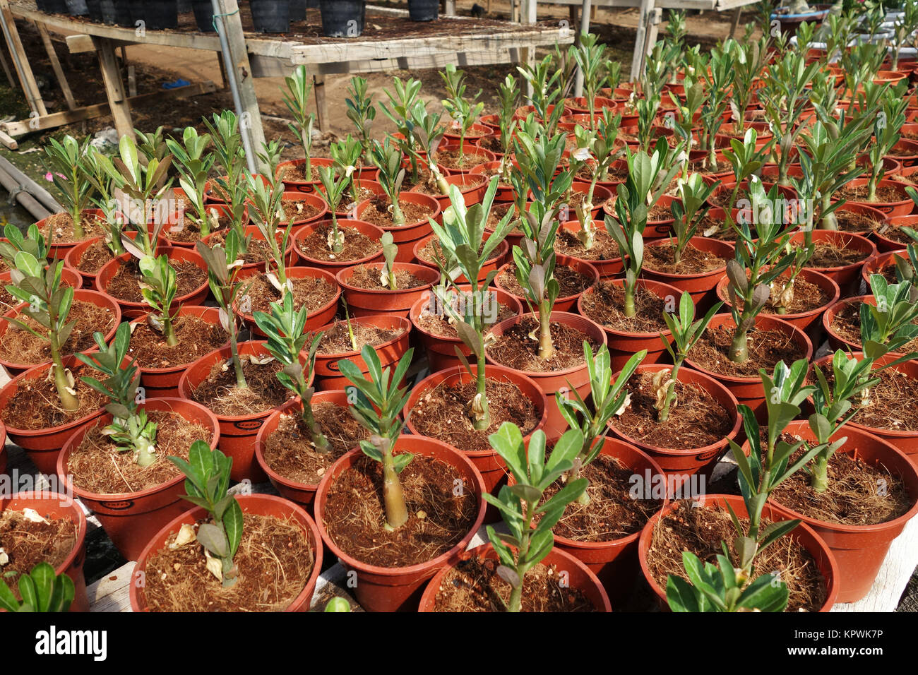 Adenium flower plantations Stock Photo - Alamy