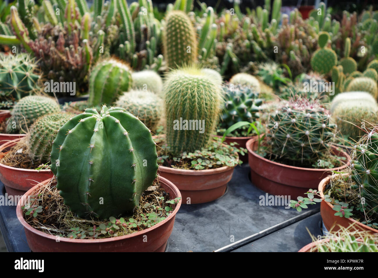 Cactus plants inside nursery Stock Photo - Alamy