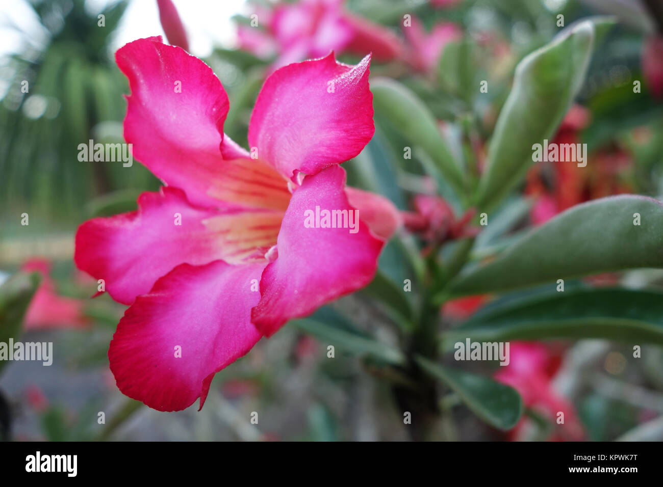 Tropical flower Pink Adenium Stock Photo - Alamy