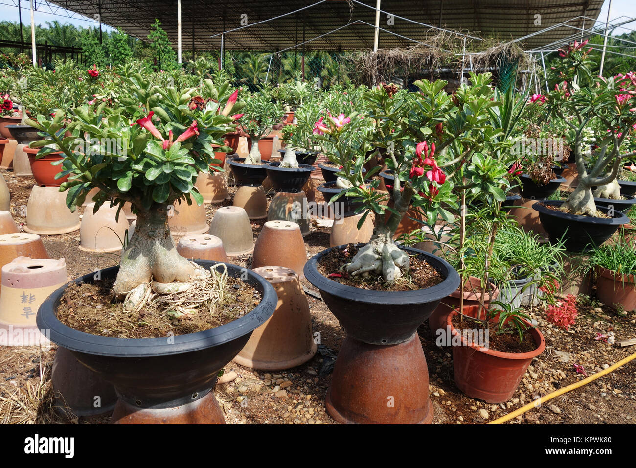 Adenium flower plantations Stock Photo - Alamy