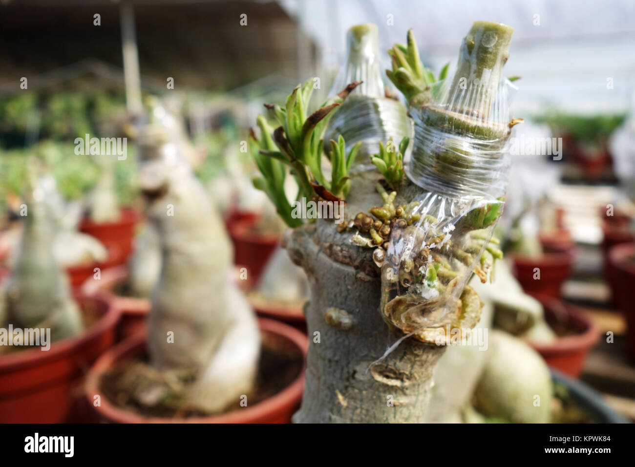 Stem grafting of Adenium tree Stock Photo - Alamy
