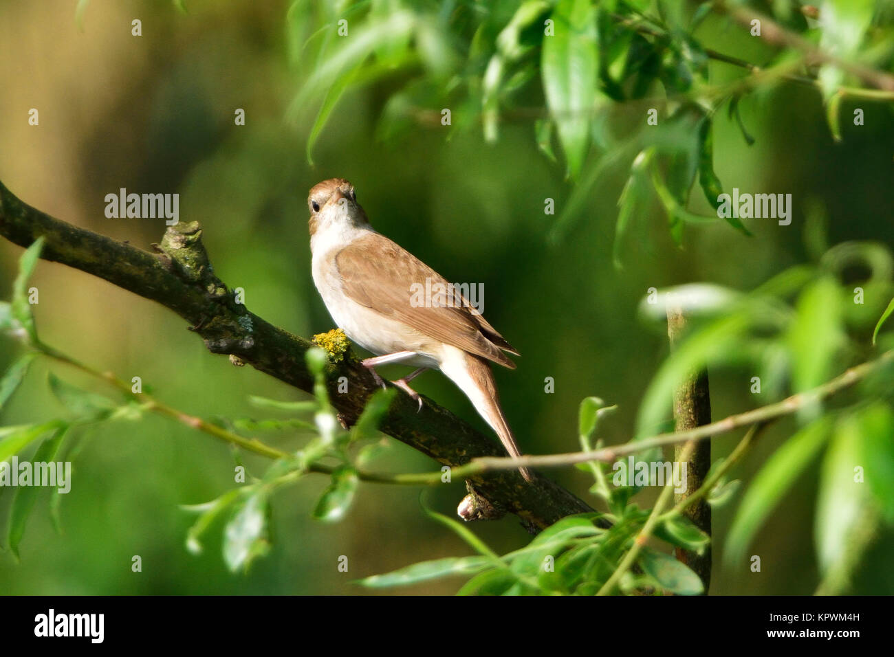 Willow sprouts hi-res stock photography and images - Alamy