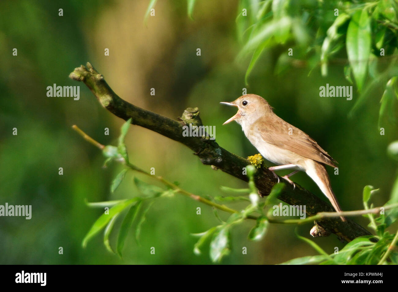 Willow sprouts hi-res stock photography and images - Alamy