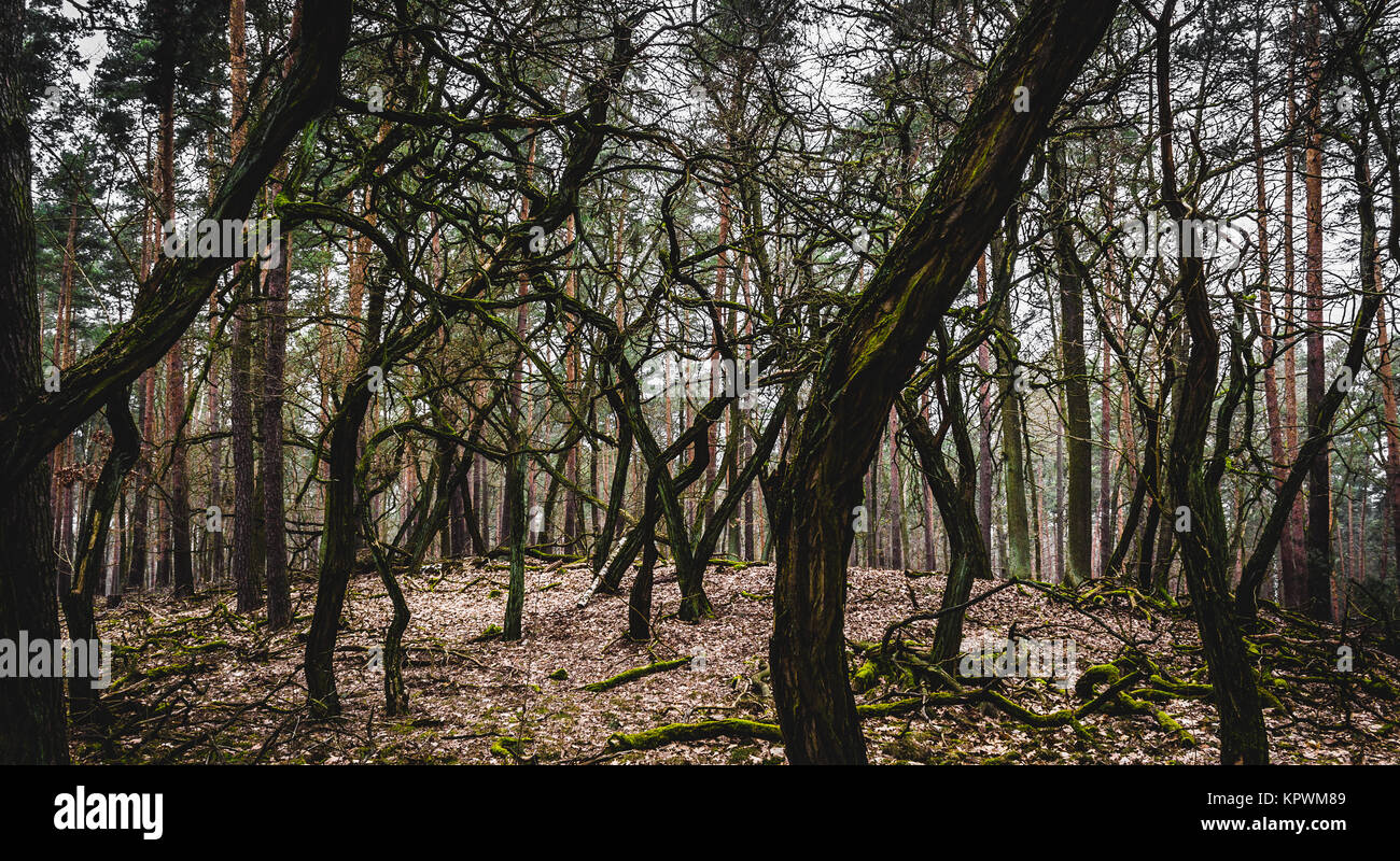 Grove of oddly shaped trees in Crooked Forest Stock Photo - Alamy