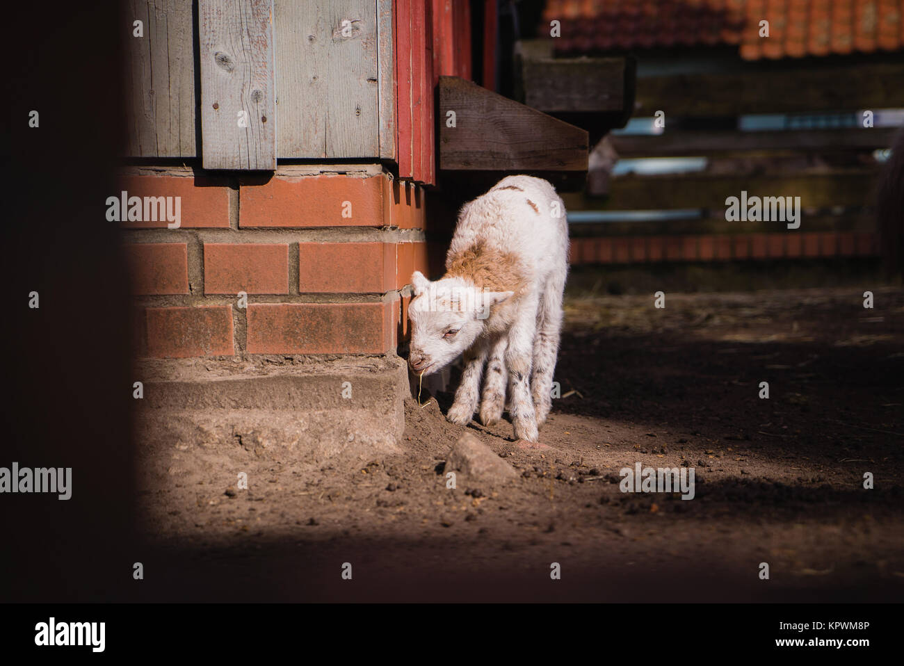 Cute fluffy white lamb with brown spots Stock Photo - Alamy