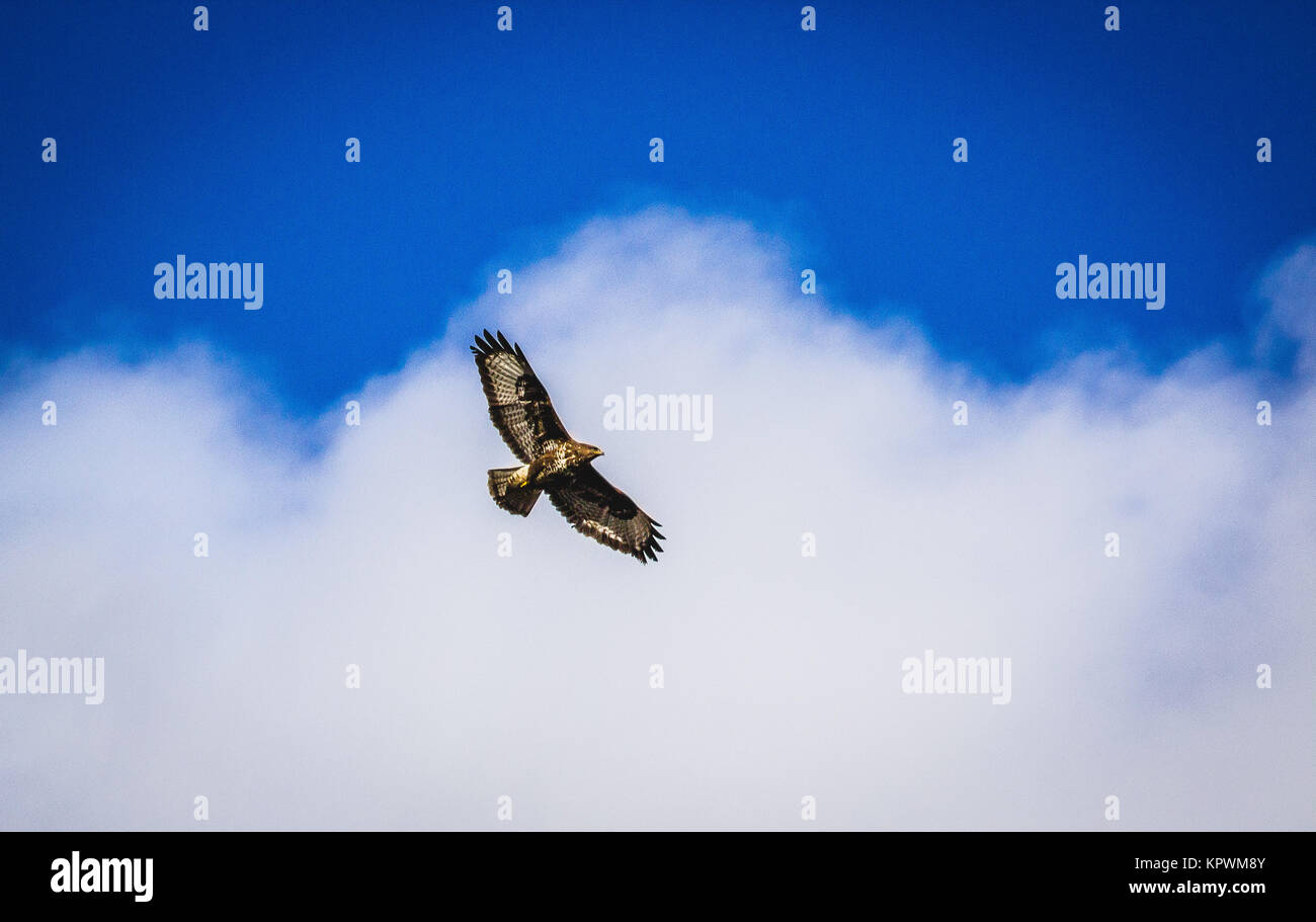 Wedge tailed eagle in flight hi-res stock photography and images - Alamy