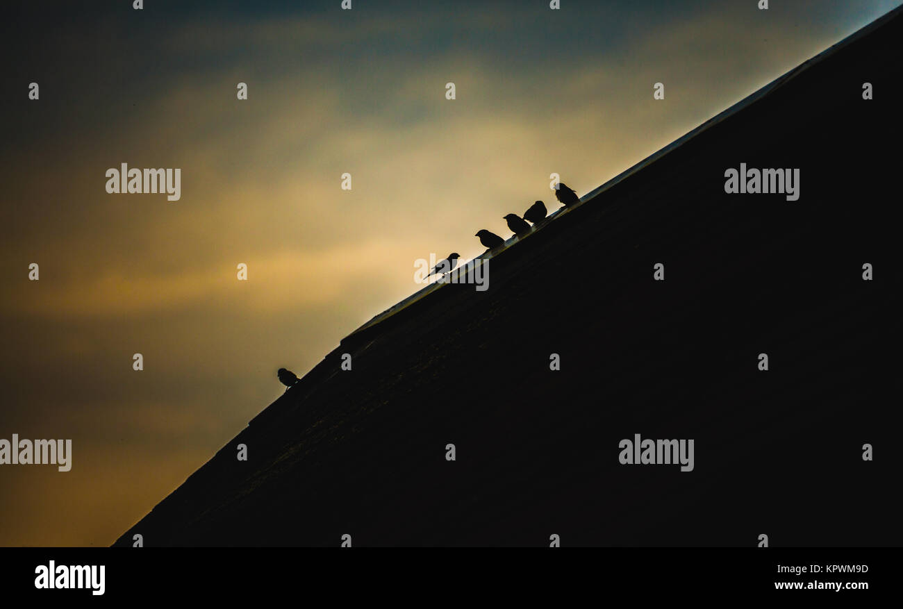 house sparrows sitting on roof top at evening Stock Photo - Alamy