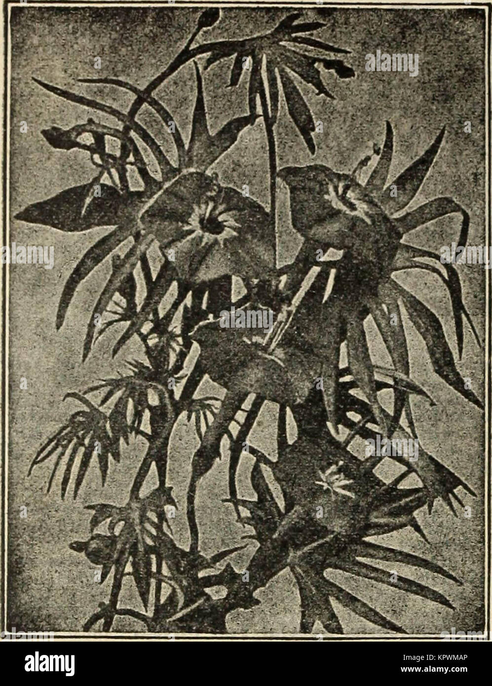 Miss Emma High Resolution Stock Photography and Images - Alamy