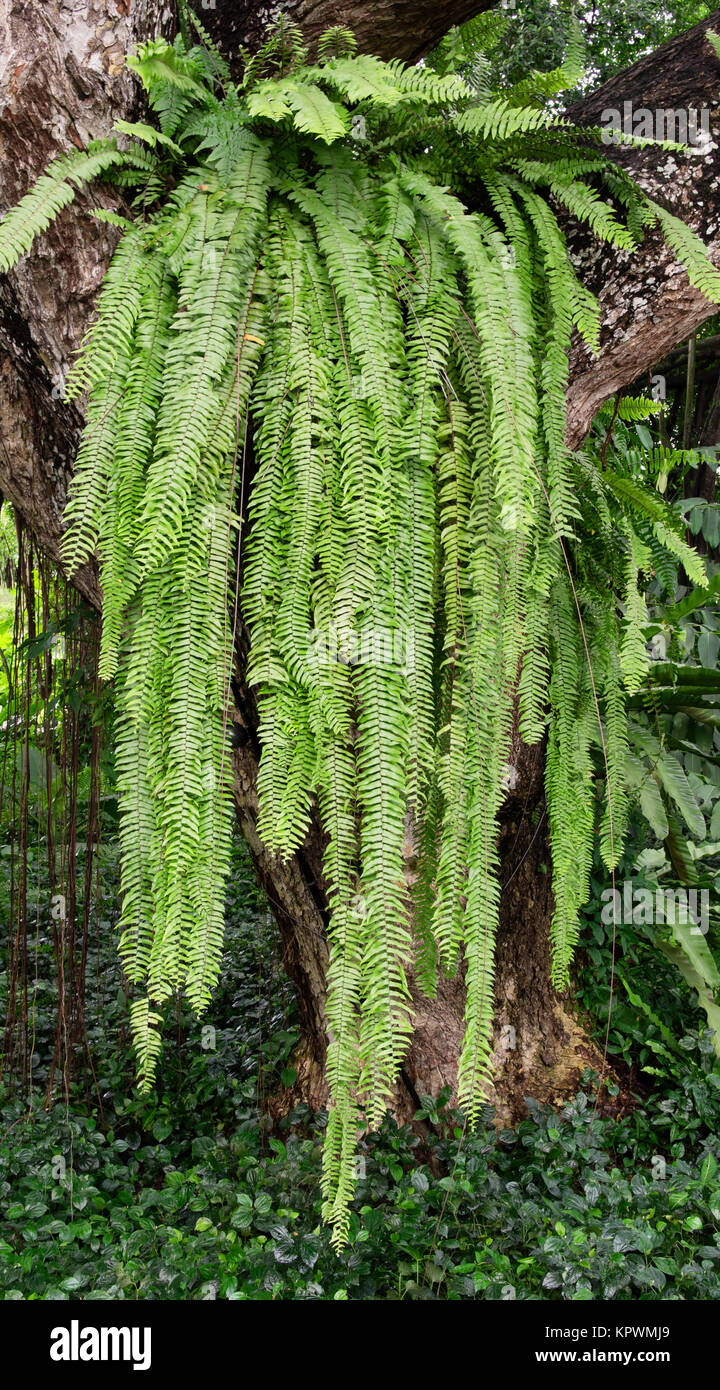 huge fern plant Stock Photo - Alamy