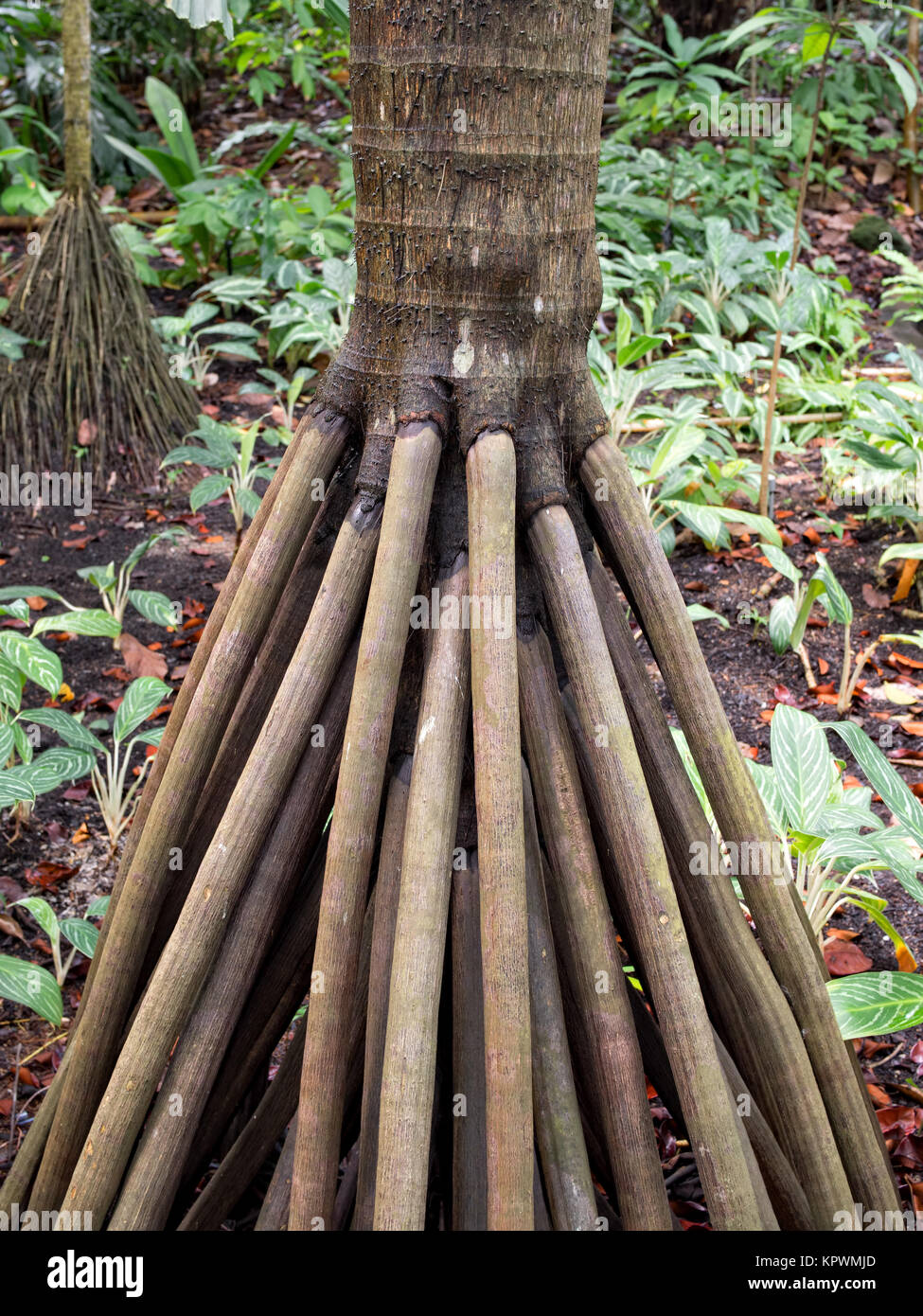 surface tree roots Stock Photo - Alamy