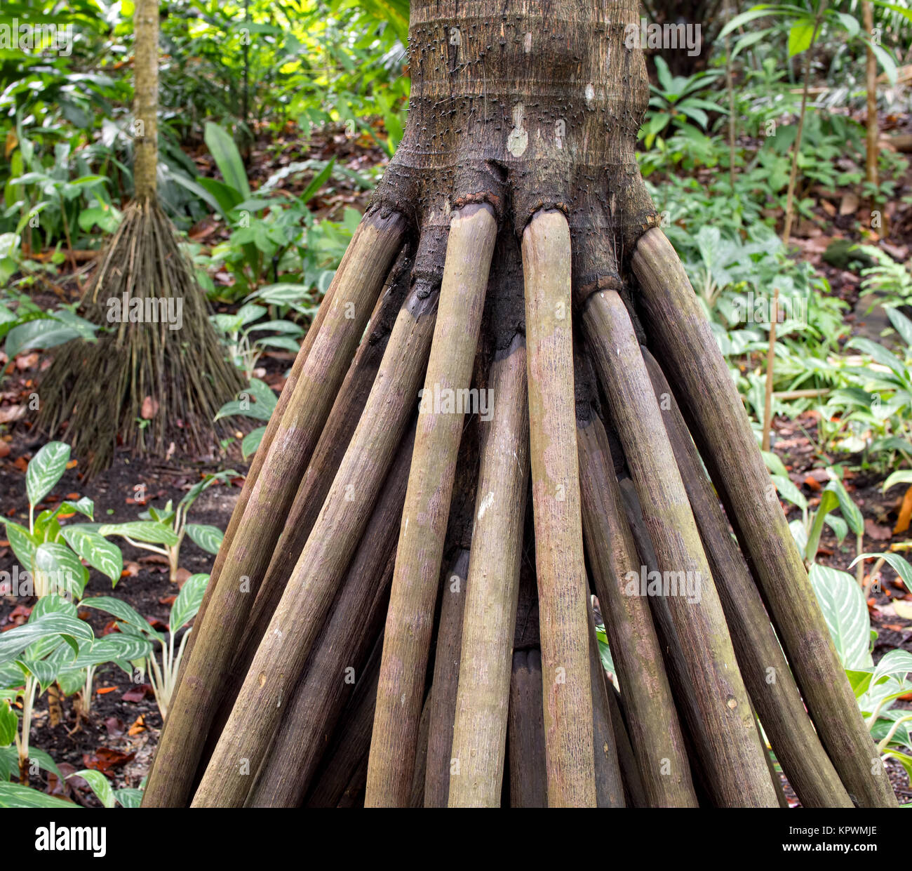 surface tree roots Stock Photo - Alamy