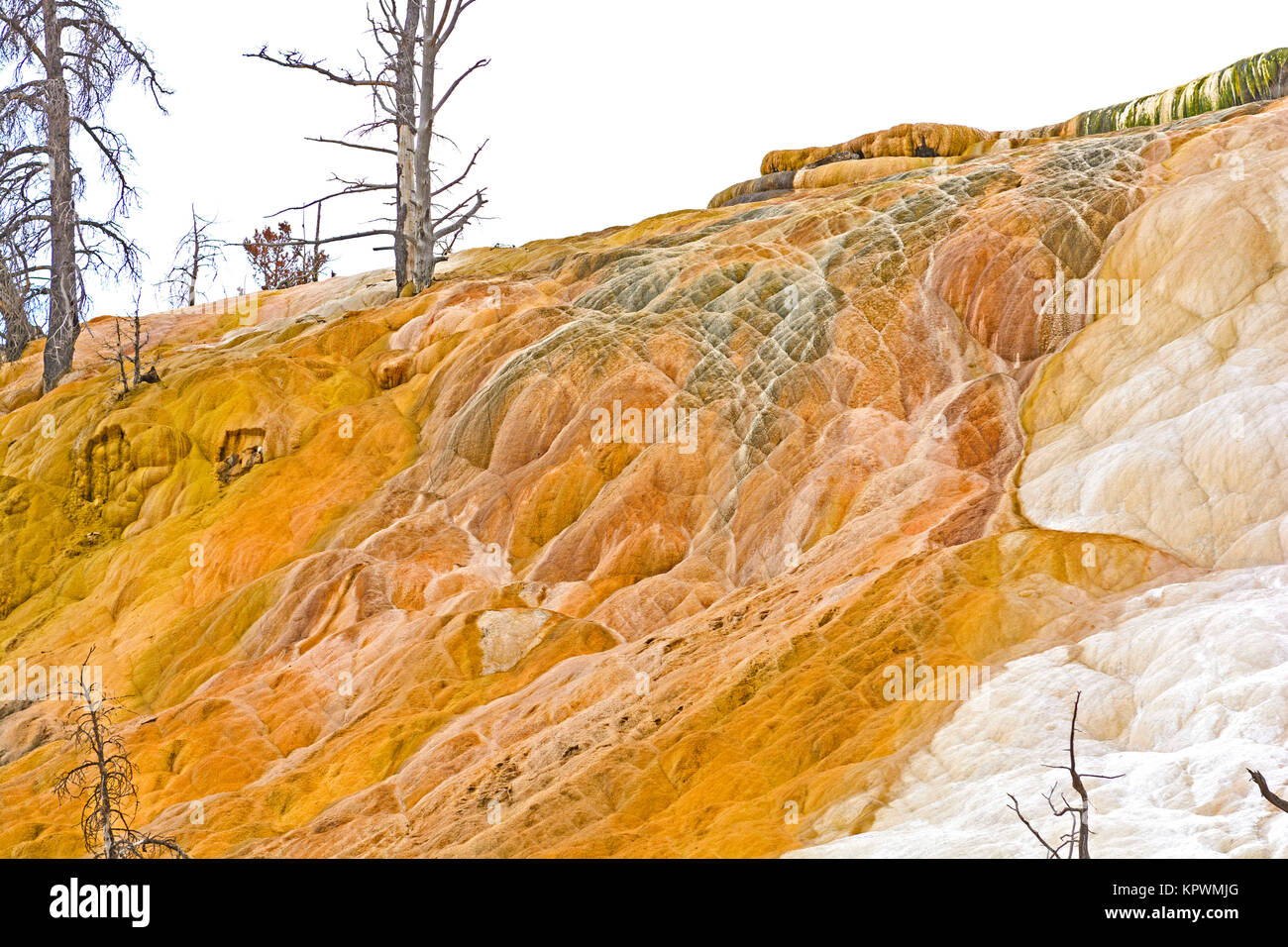 Petrified trees yellowstone hi-res stock photography and images - Alamy