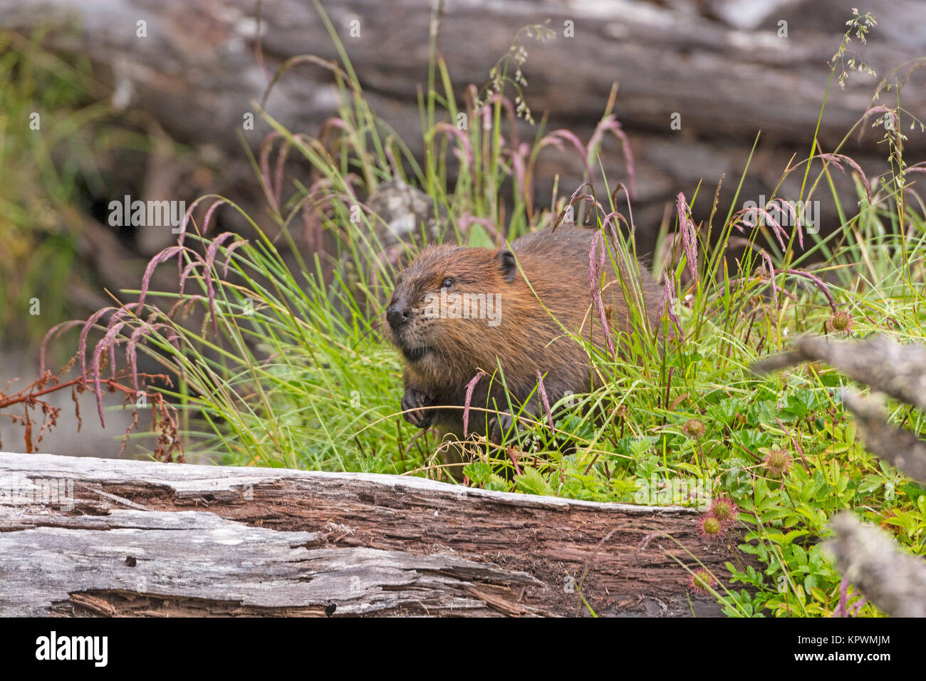 Introduced North American Beaver in Tierra del Fuego Stock Photo - Alamy