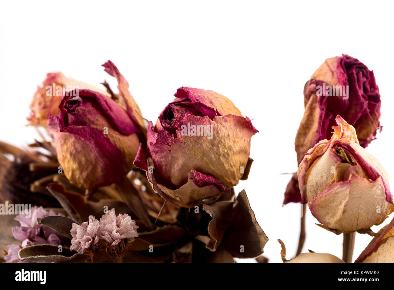 Die off foliage hi-res stock photography and images - Alamy