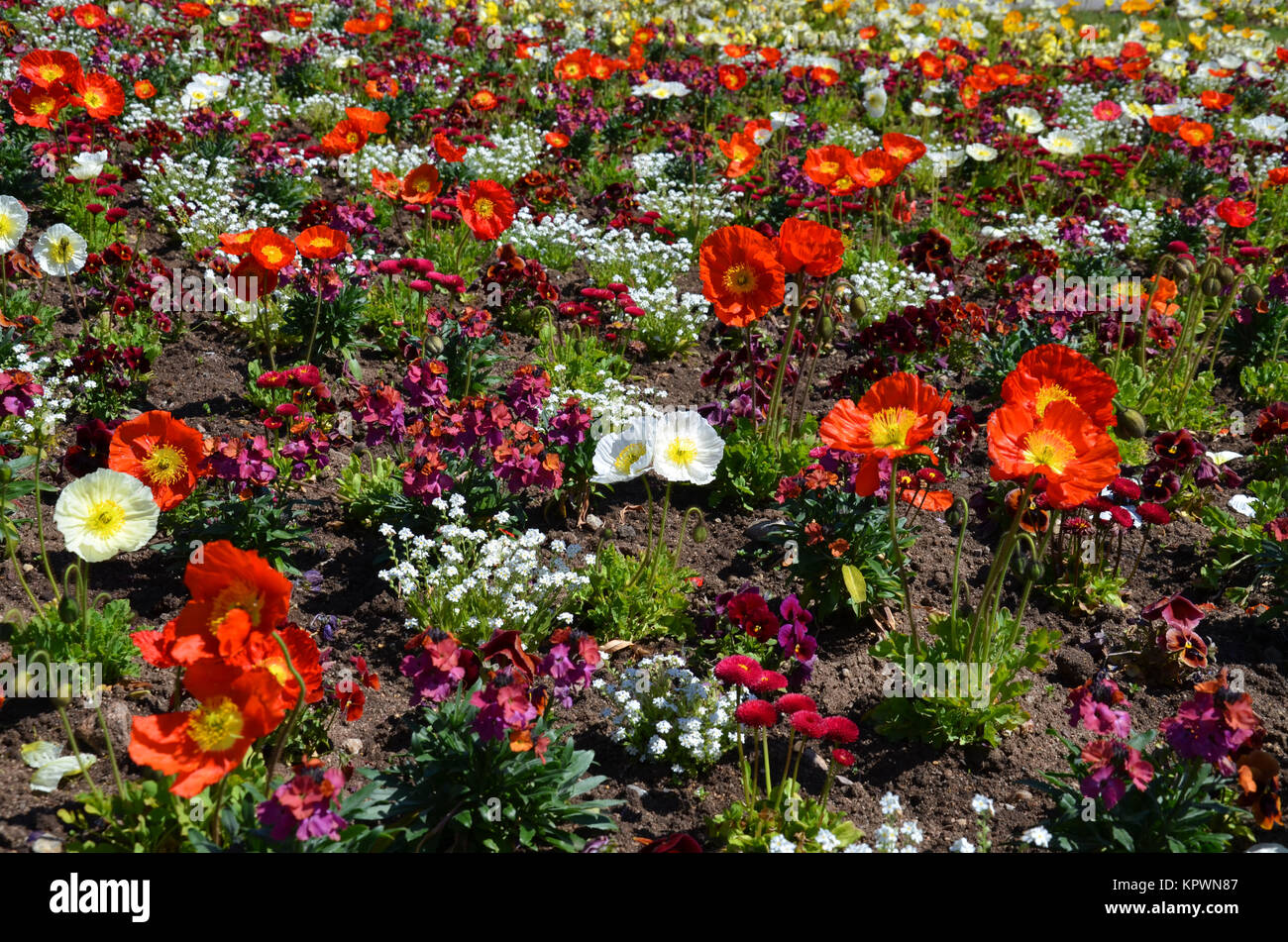 Iceland poppy plant hi-res stock photography and images - Alamy