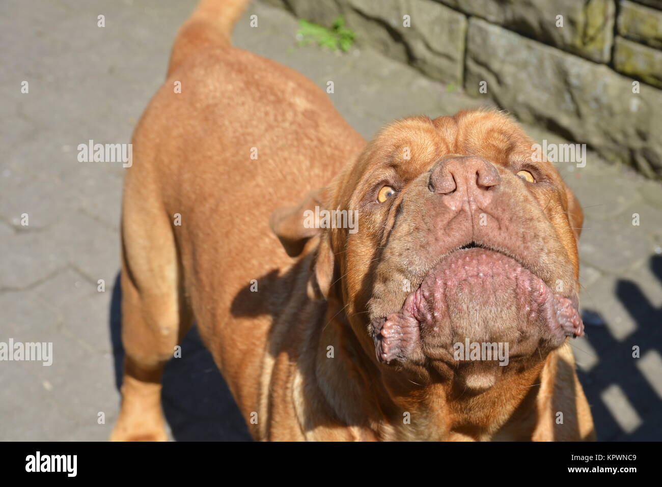 Mastiff dog bark hi-res stock photography and images - Alamy
